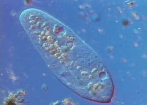 Life vs. Rocks: What Makes Them Different? – Cosmos at Your Doorstep